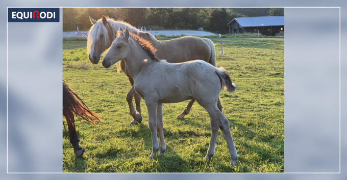 Filly Lusitano For sale 2024 Buckskin (910701) | Buy this horse ...