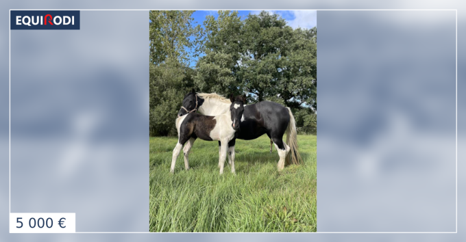 Filly New Forest For sale 2025 Coloured (967714) | Buy this pony ...