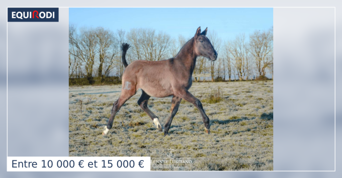Filly Lusitano For sale 2025 Grullo (984220) | Buy this horse | Equirodi UK